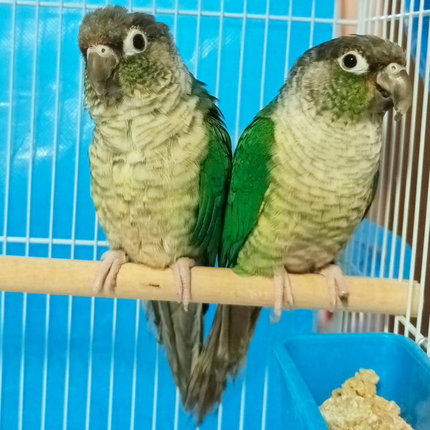 Попугай пиррура ручные малыши