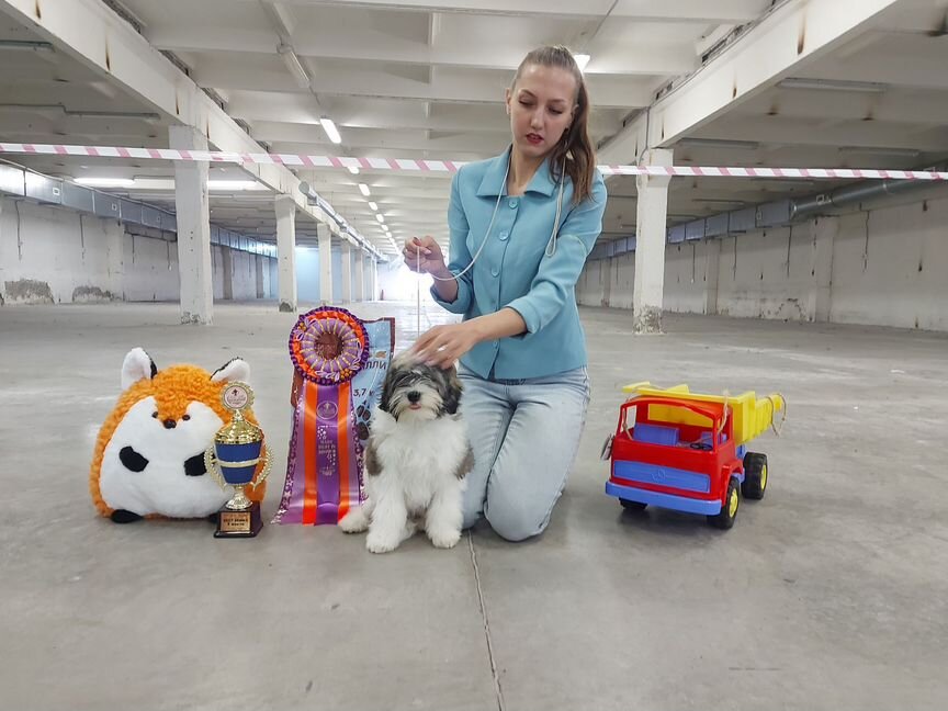 Малая львиная собака