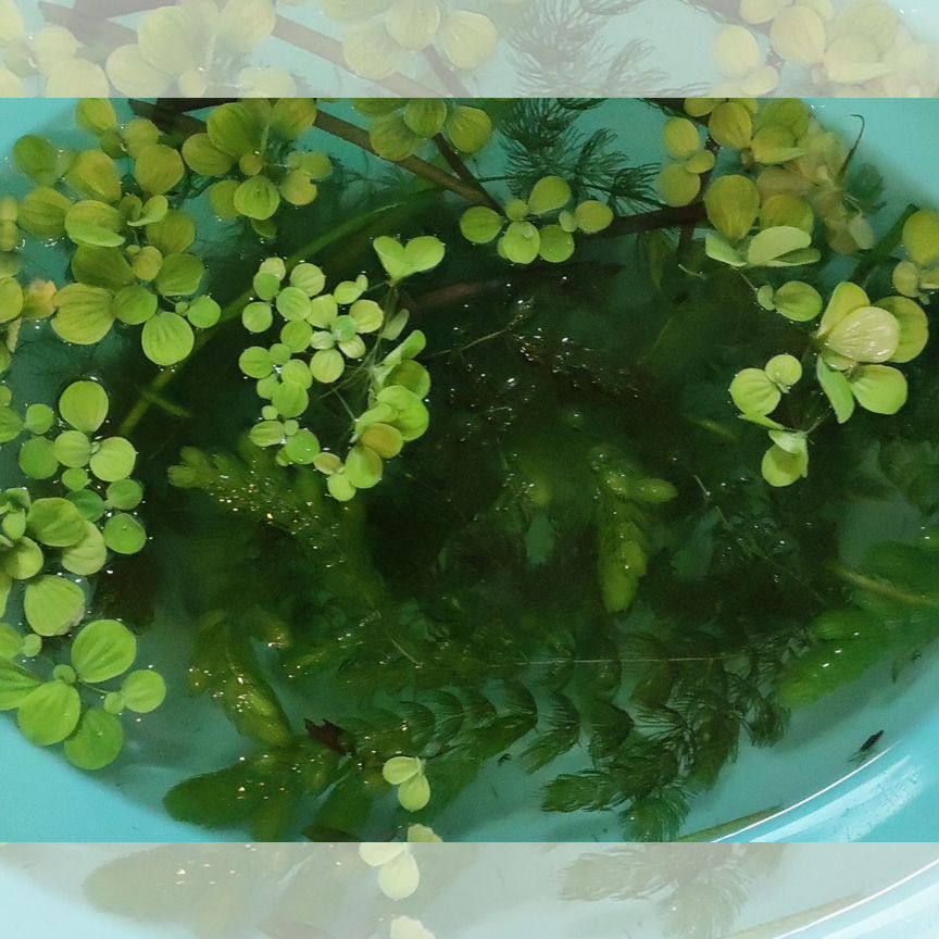 Пистия, роголистник