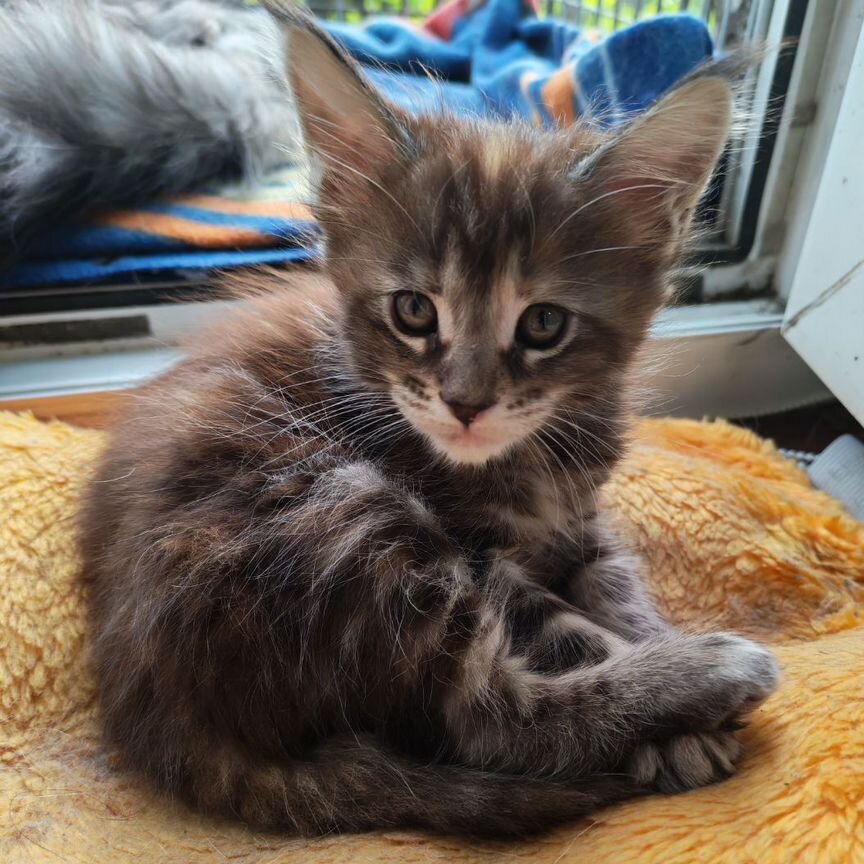 Мейн-кун котёнок