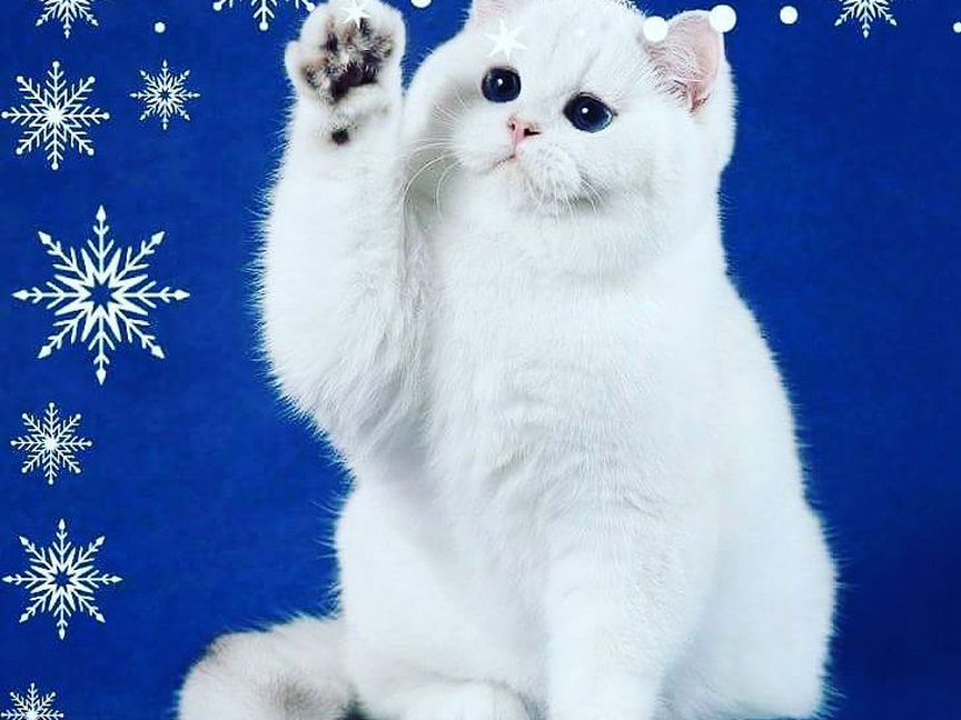 Британский котик серебристая шиншилла