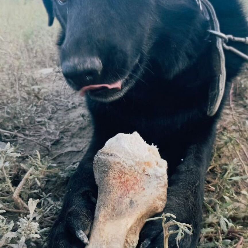 Наш сторож Том Крупный и красивый