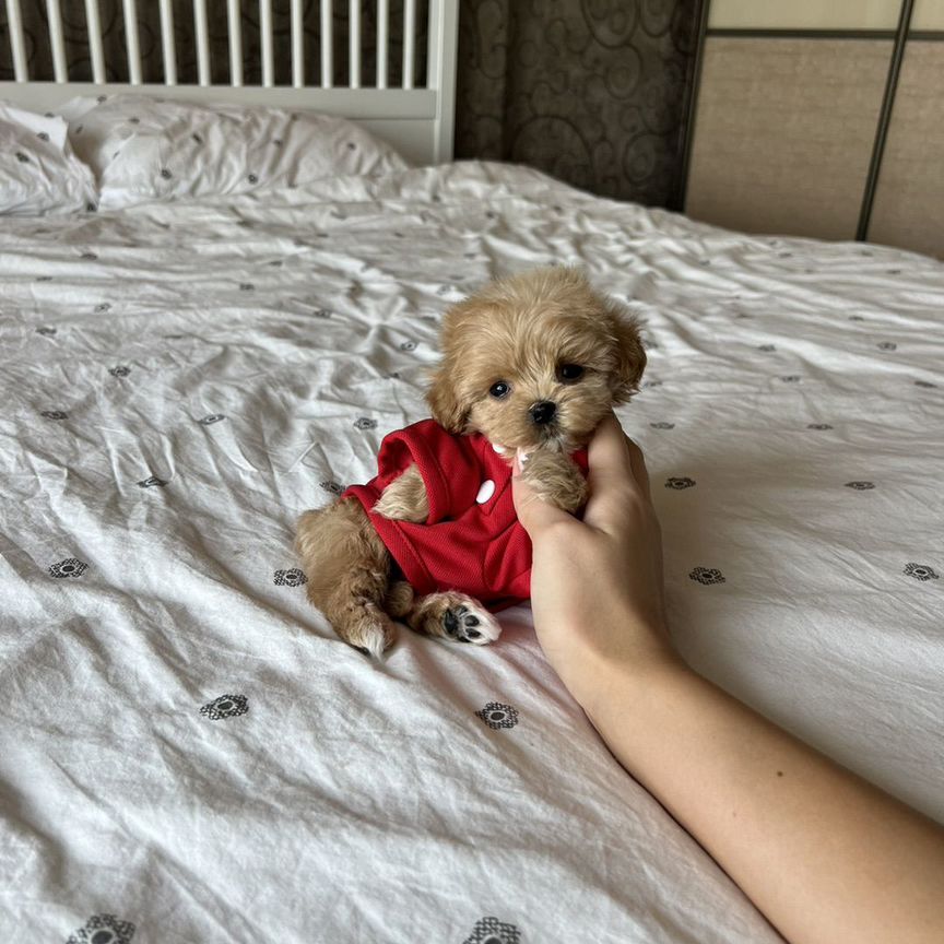 Мальтипу f1 mini мальчик