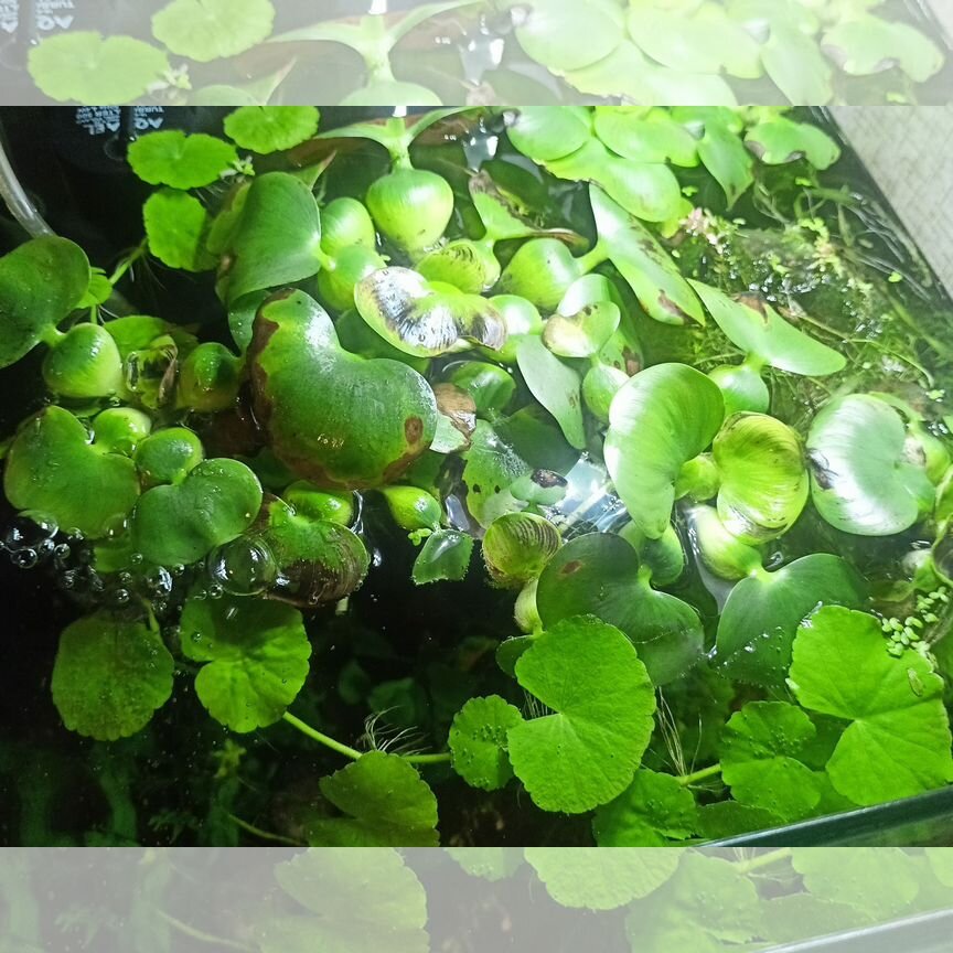 Аквариумное растение эйхорния