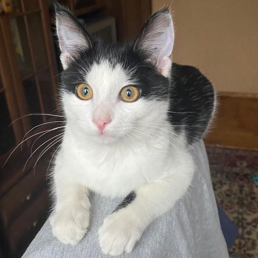 Котенок домашний мальчик 4 мес