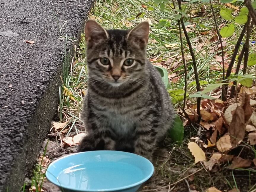 Котенок