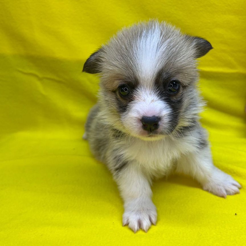 Вельш корги пемброк очаровашки