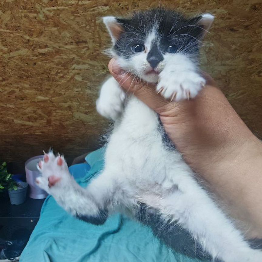 Котик в добрые руки