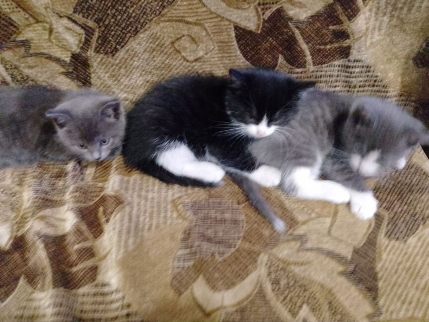 Котята в добрые руки