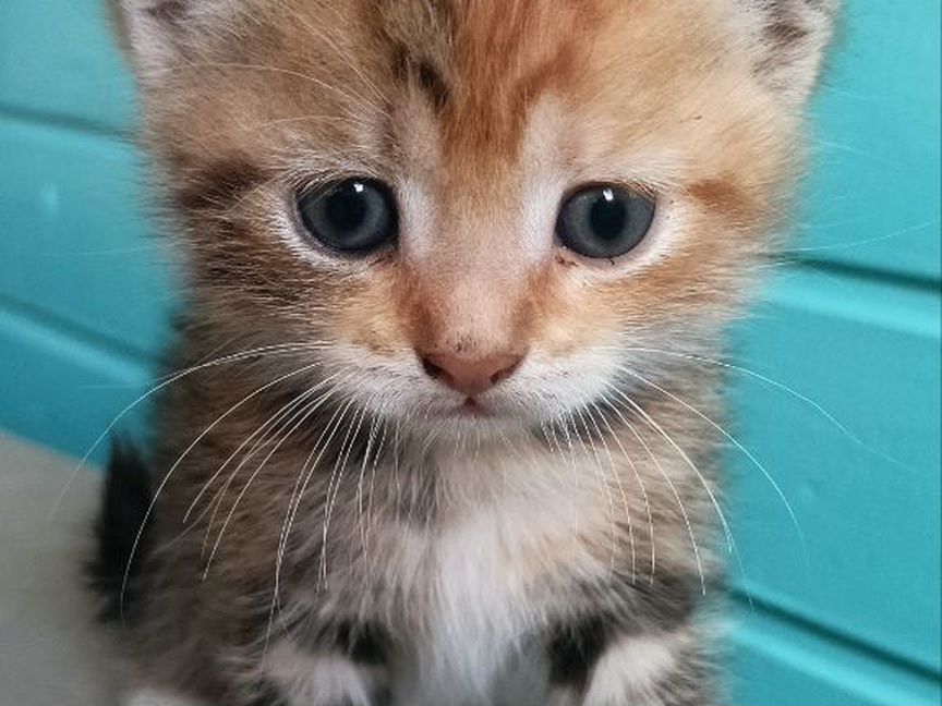 Отдаём котят в добрые руки