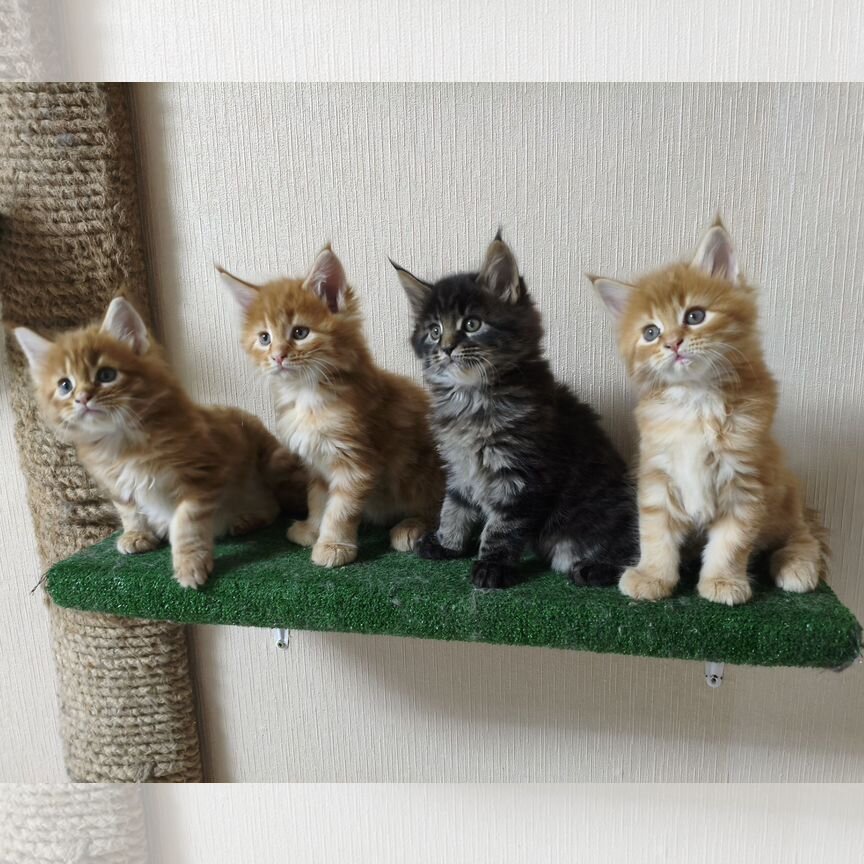 Мейн-кун котёнок