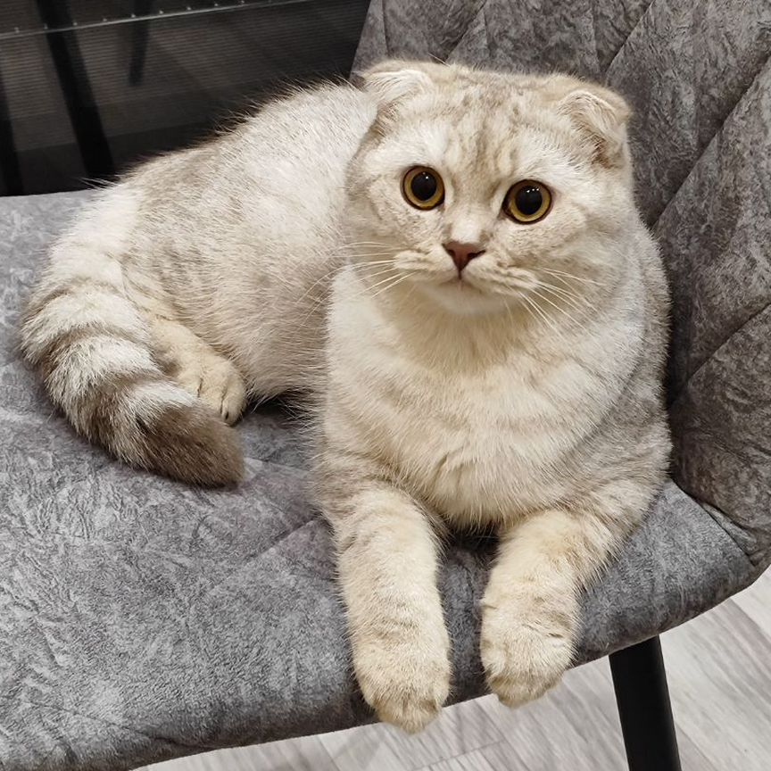 Шотландская вислоухая короткошёрстная, взрослая кошка