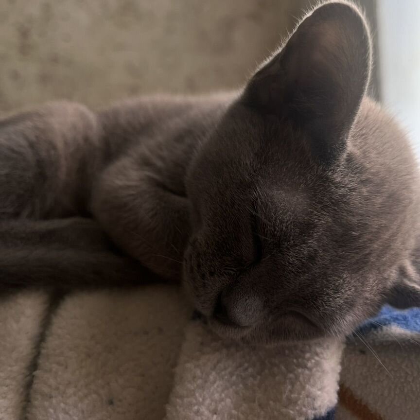 Бурманские котята