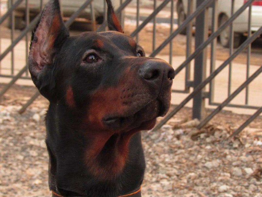 Доберман Вязка