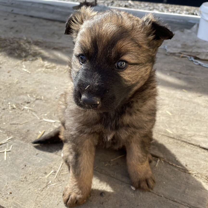 Немецкая овчарка, щенок