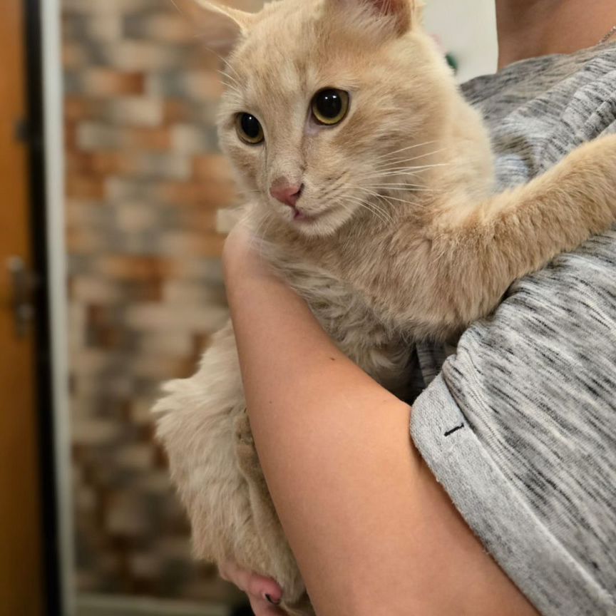 Котик