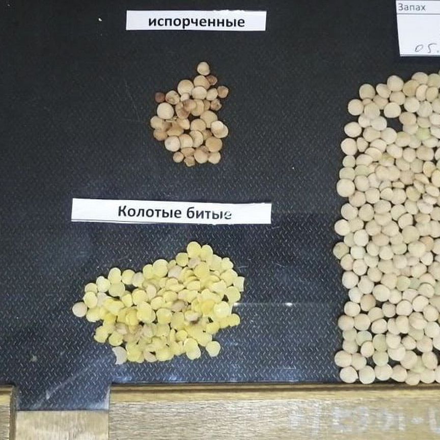 Продам чечевицу зеленую