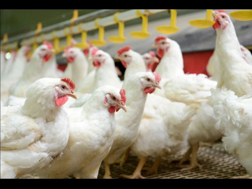 Цыплята бройлеры суточные под заказ