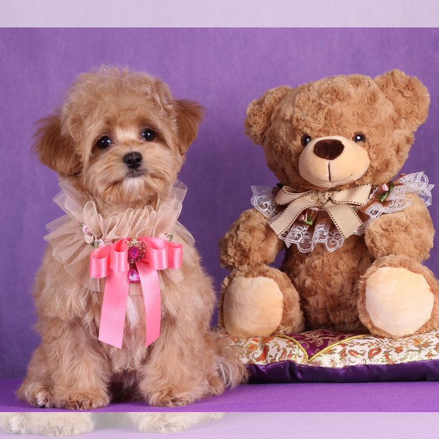 Мальтипу, щенок