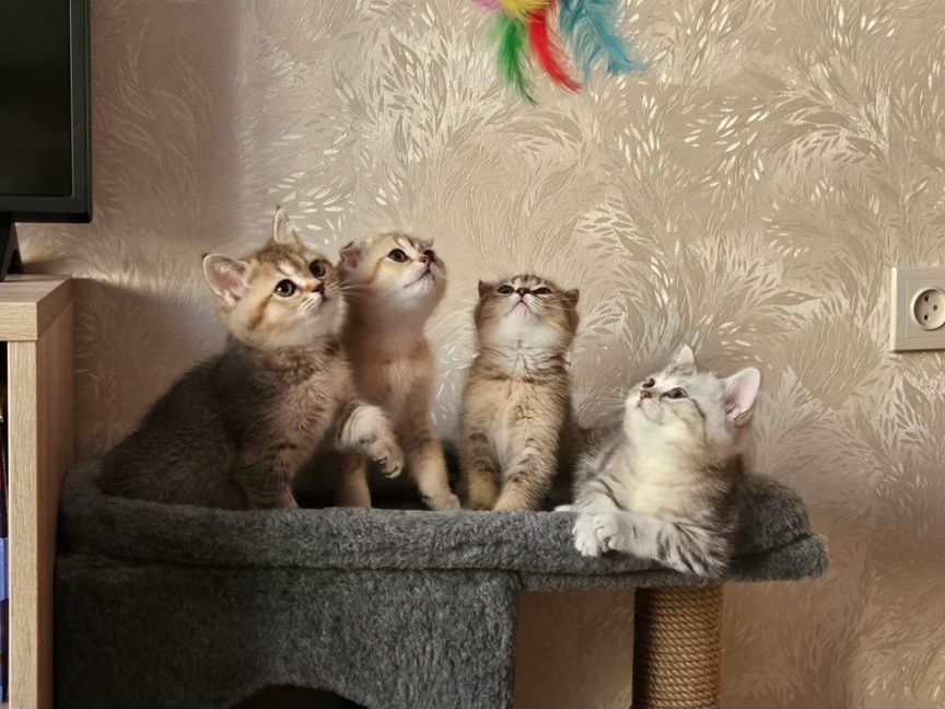 Шотланские вислоухие котята