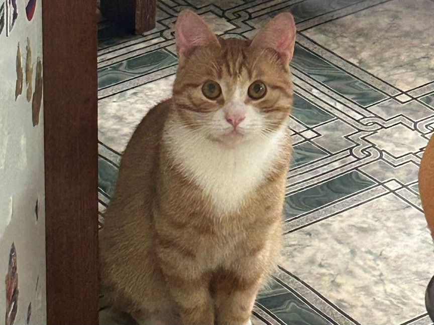 Котенок мальчик рыжий