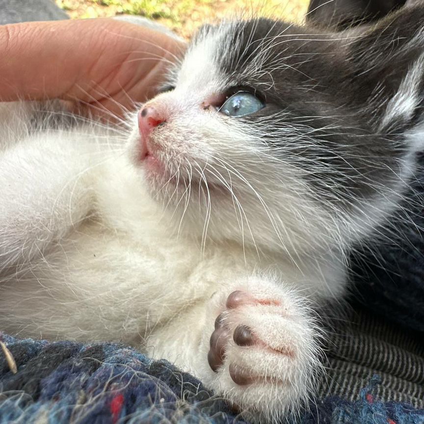 Отдаём котят