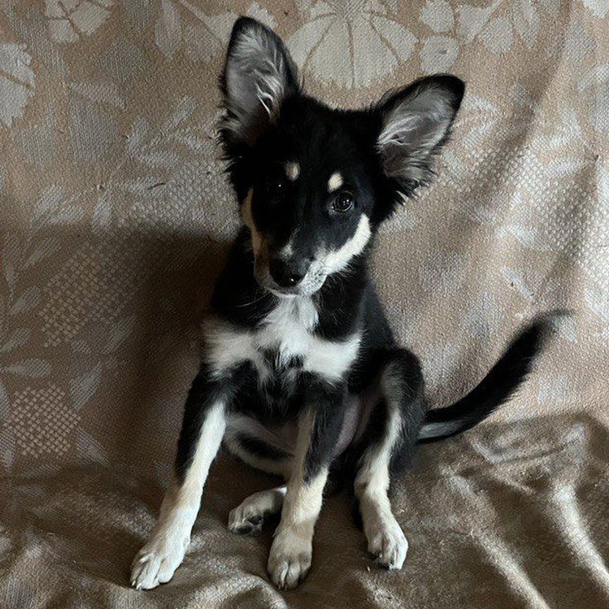 Щенок в добрые руки