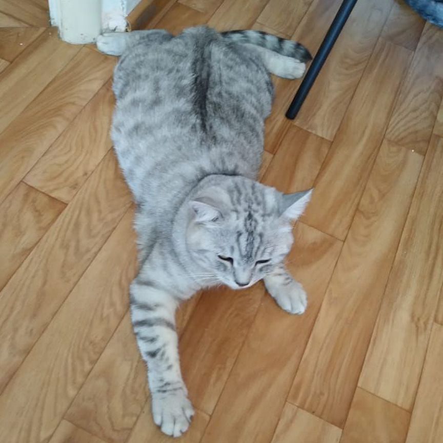 Шотландский кот в дар
