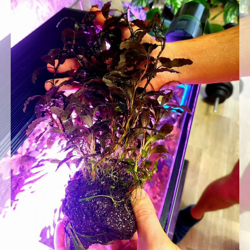 Буцефаландра веточками для аквариума