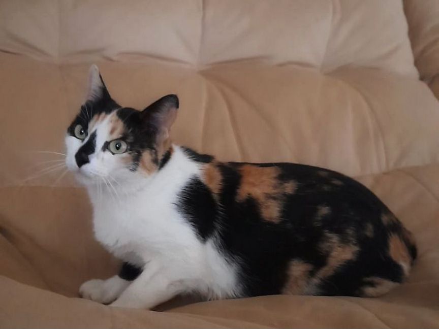 Кошка- талисман в ответственные руки