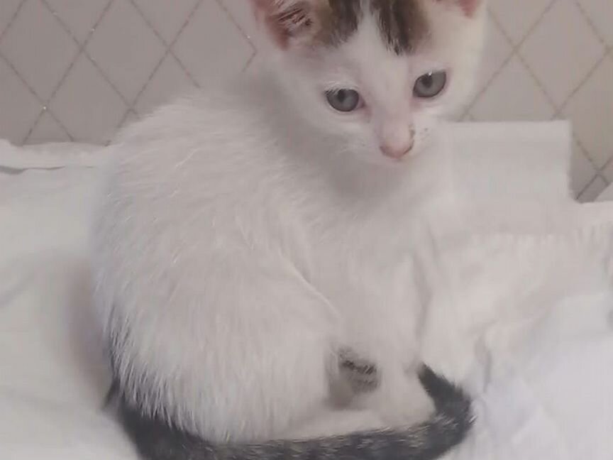 Котëнок мальчик 2,5 мес в дар