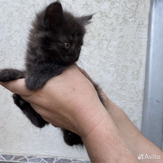 Котята от мамы шотландской породы бесплатно
