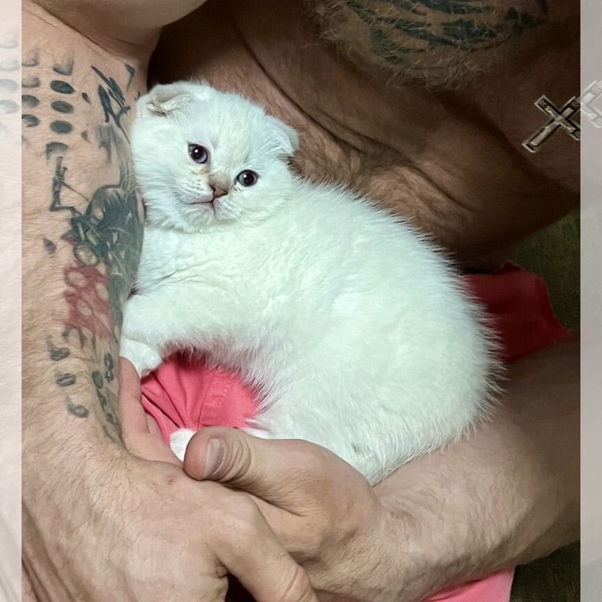 Шотландский вислоухий короткошёрстный котёнок