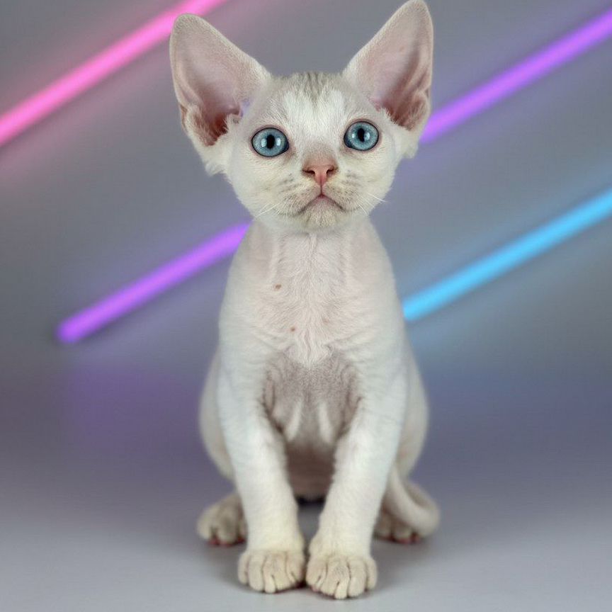 Девон-рекс котёнок