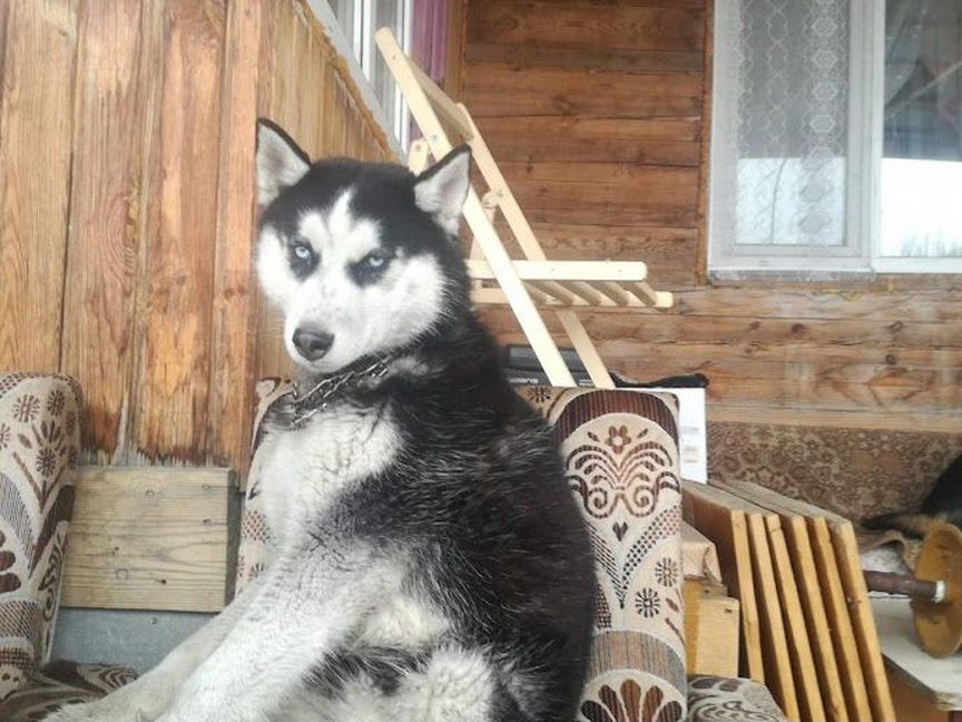 Сибирский хаски