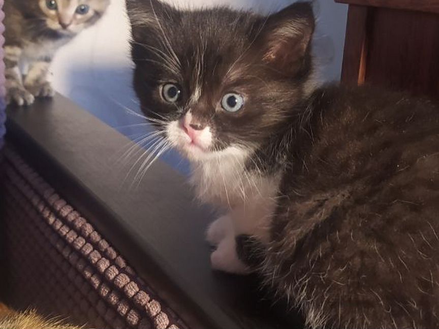 Котята