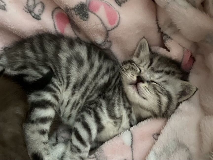 Шотландские котята