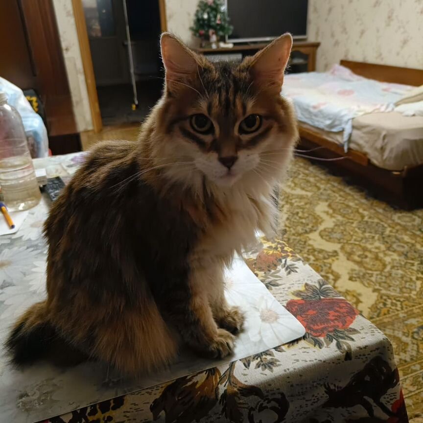 Курильский Бобтейл в добрые руки 8лет стерильная