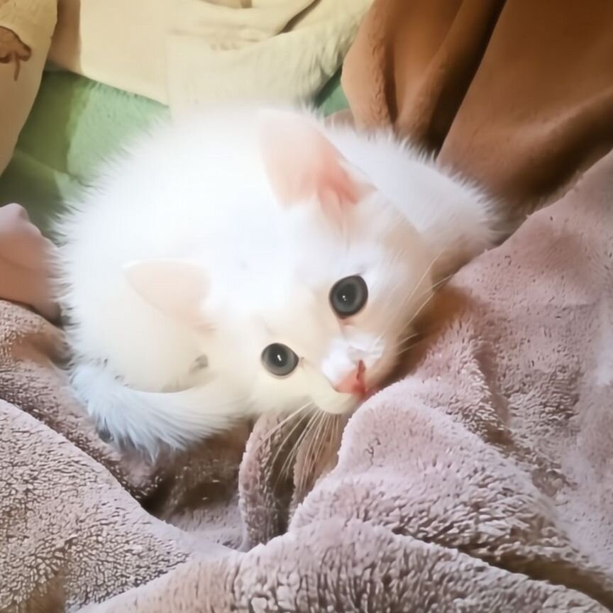 Котёнок в добрые руки