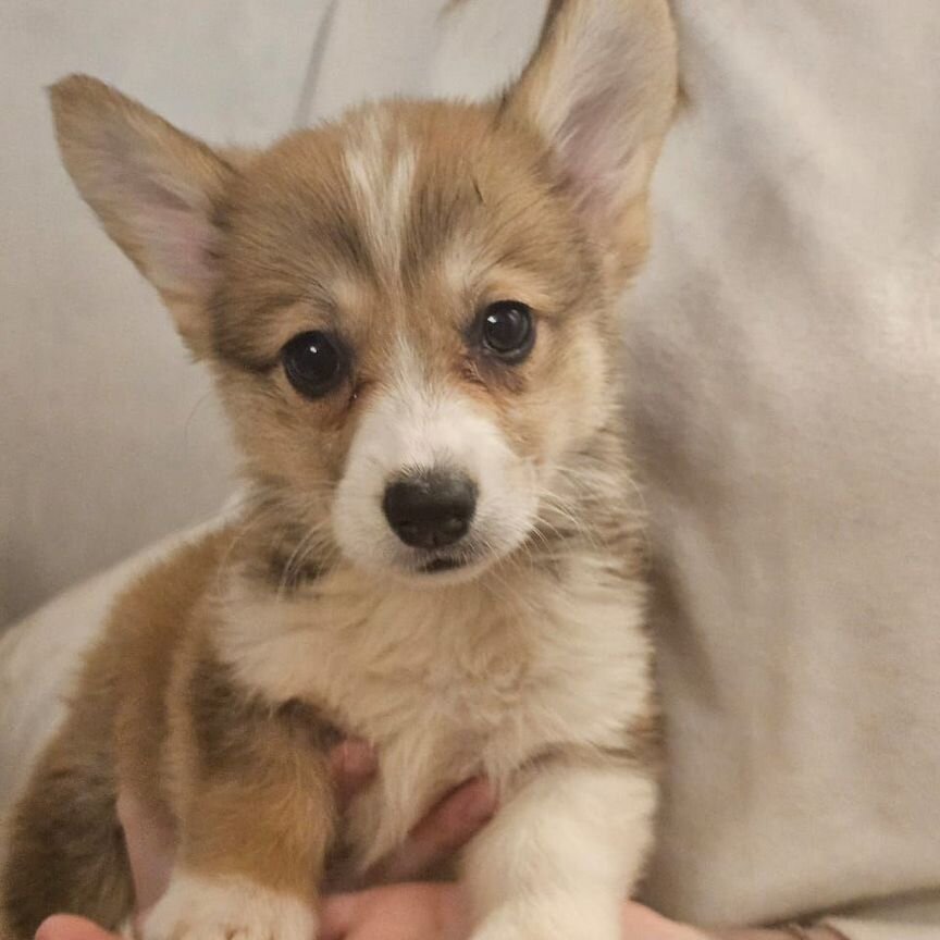 Сладкая девочка