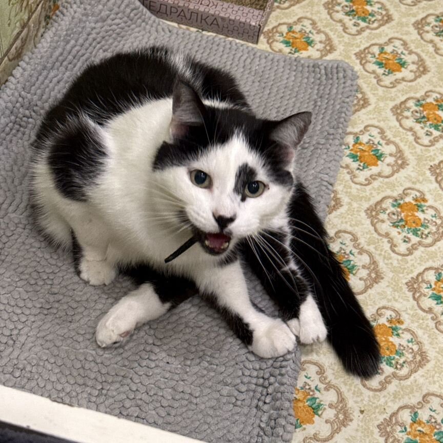 Взрослый кот в добрые руки