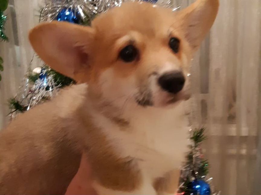 Рождественский сюрприз