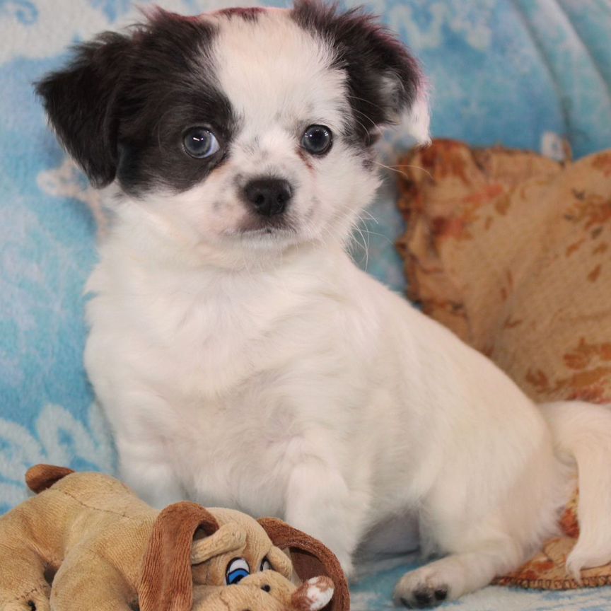 Чихуахуа, щенок