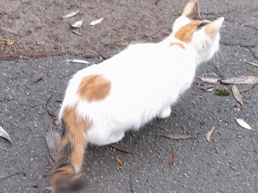 Кошка