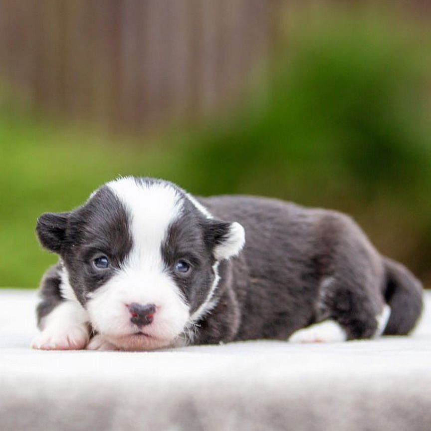 Вельш Корги Кардиган, щенок