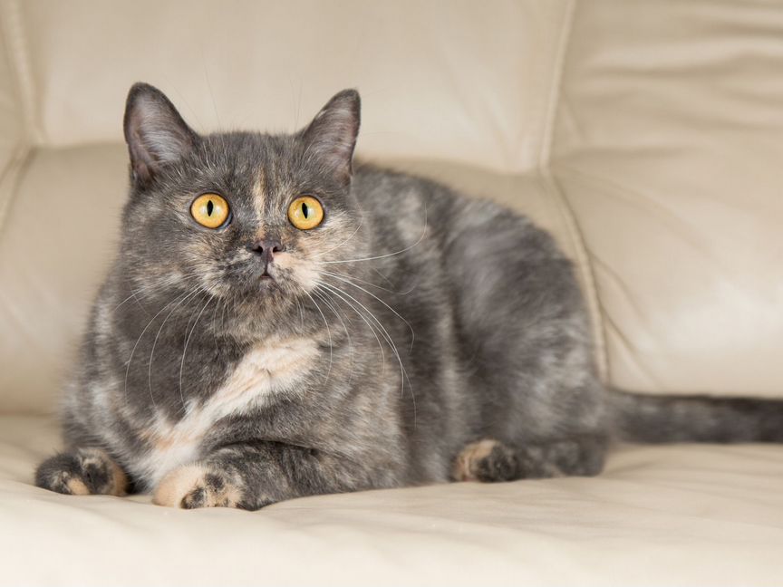 Потрясающая кошка Ясенька в дар 1,5 года