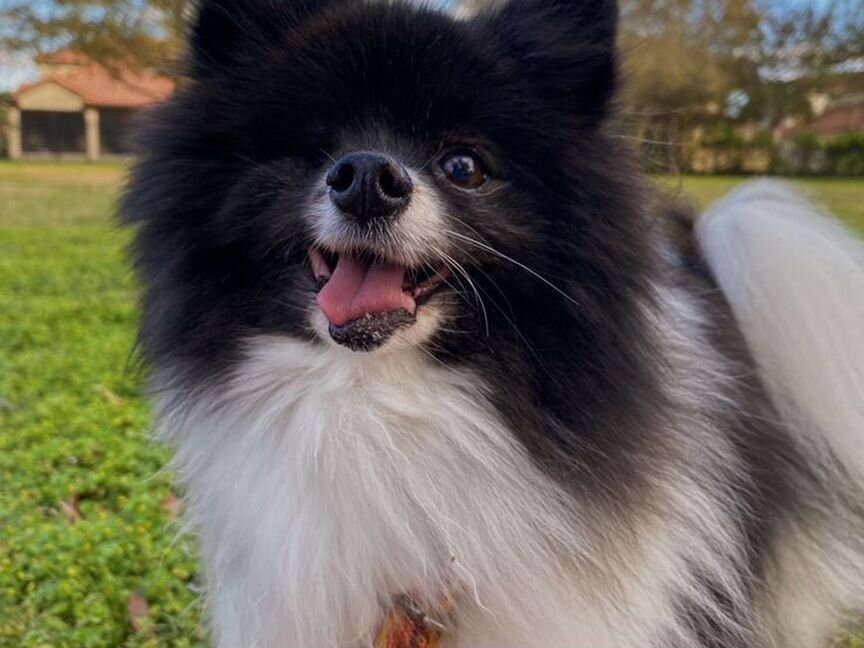 Шпиц Белла -Лу