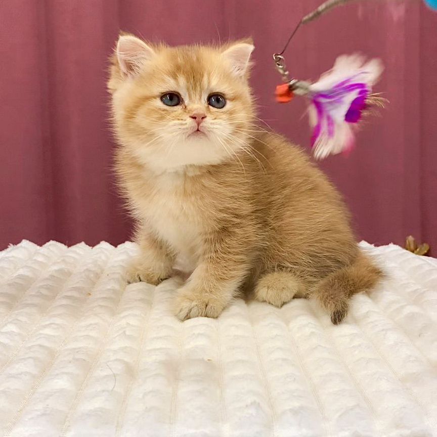 Британский шоколадный малыш