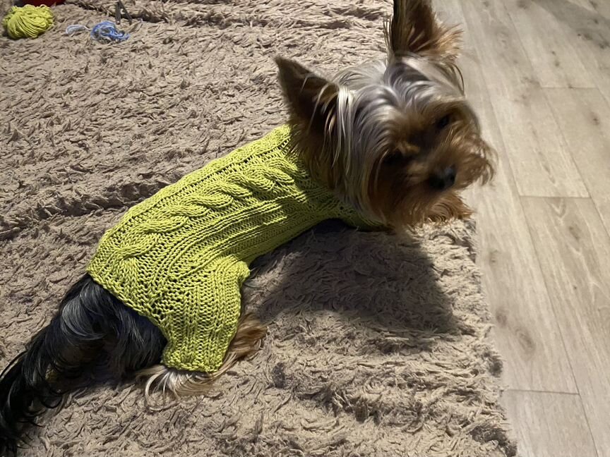 Комбинезон для кобеля мелких пород