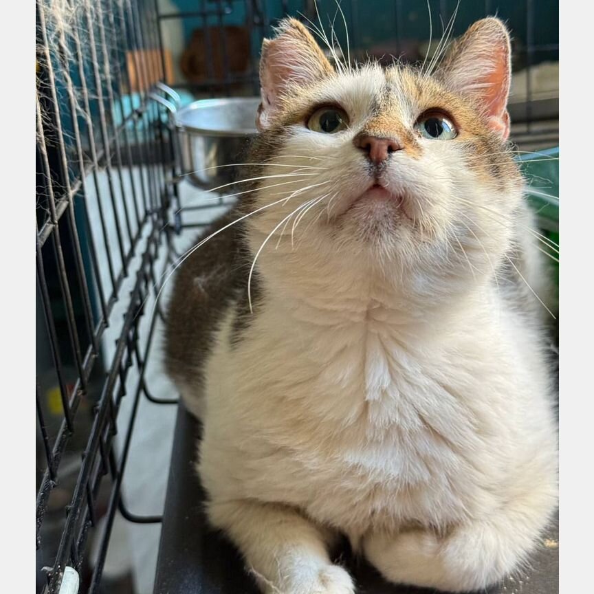 Спокойной умный котик